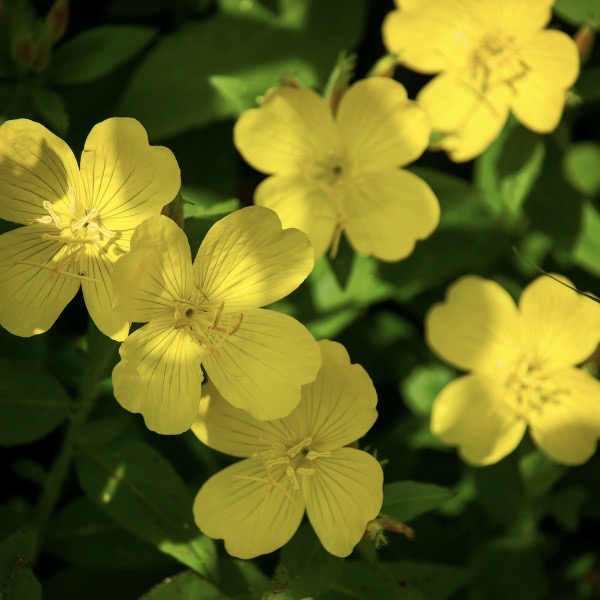 EVENING PRIMROSE OIL, A Magical Ingredient – C&Co.® Handcrafted Skincare